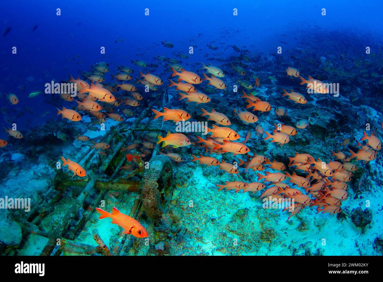 School of Berndt's Soldierfish (Myripristis berndti) around a metal ...
