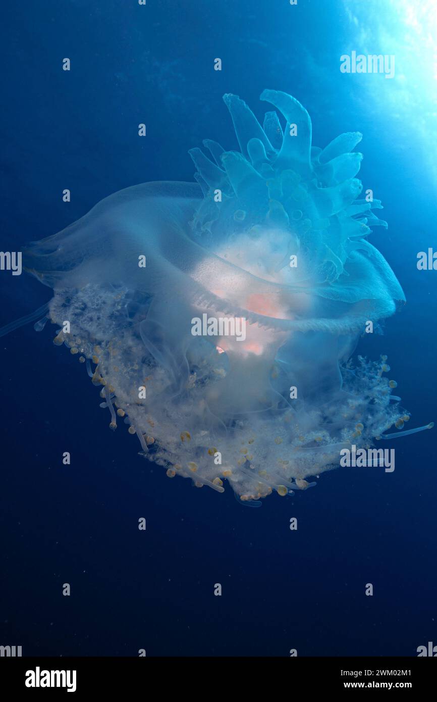 Cephea jellyfish (Cephea conifera) at the end of its life, Tahiti ...