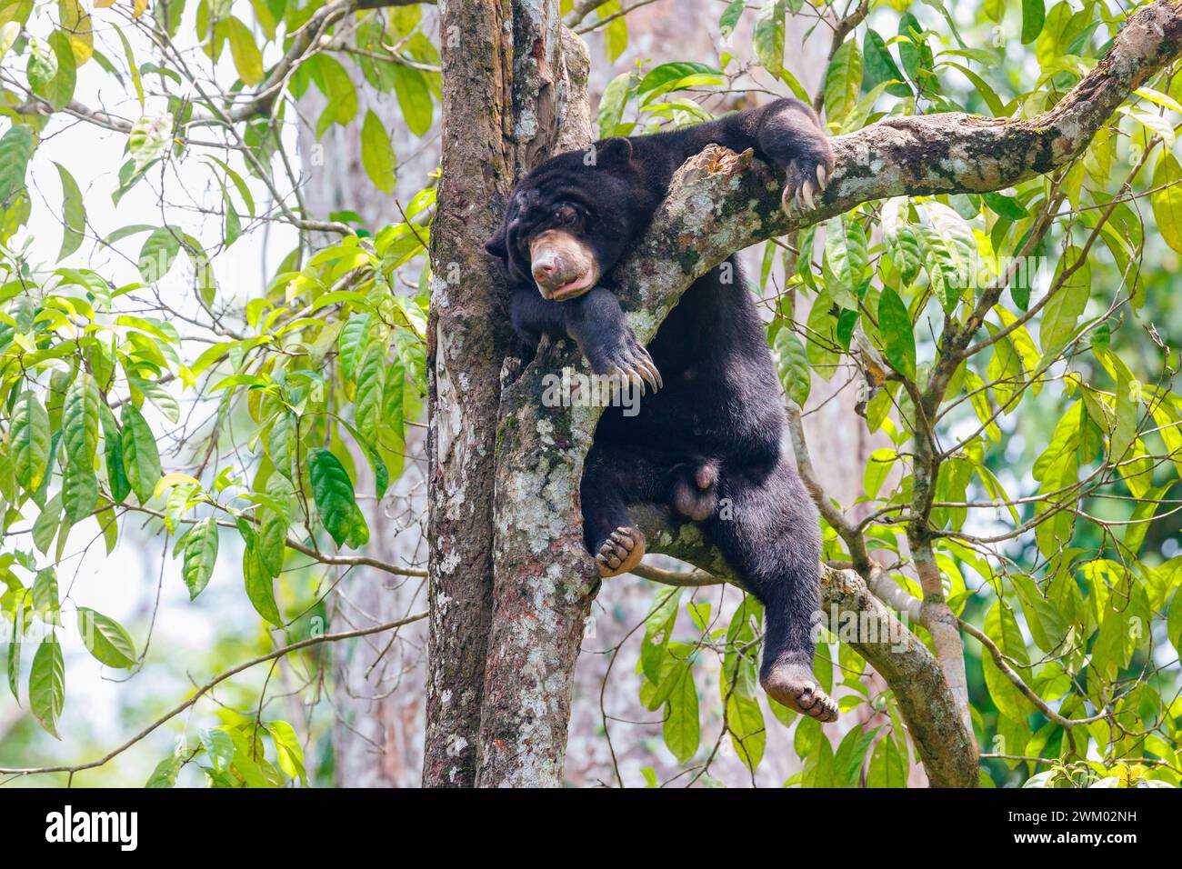 Bornean Sun Bear (Helarctos malayanus) at rest on a branch, Borneo ...