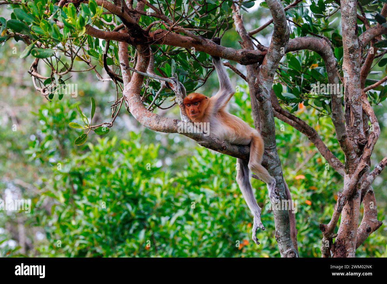 Proboscis monkey or long-nosed monkey (Nasalis larvatus), Young male ...