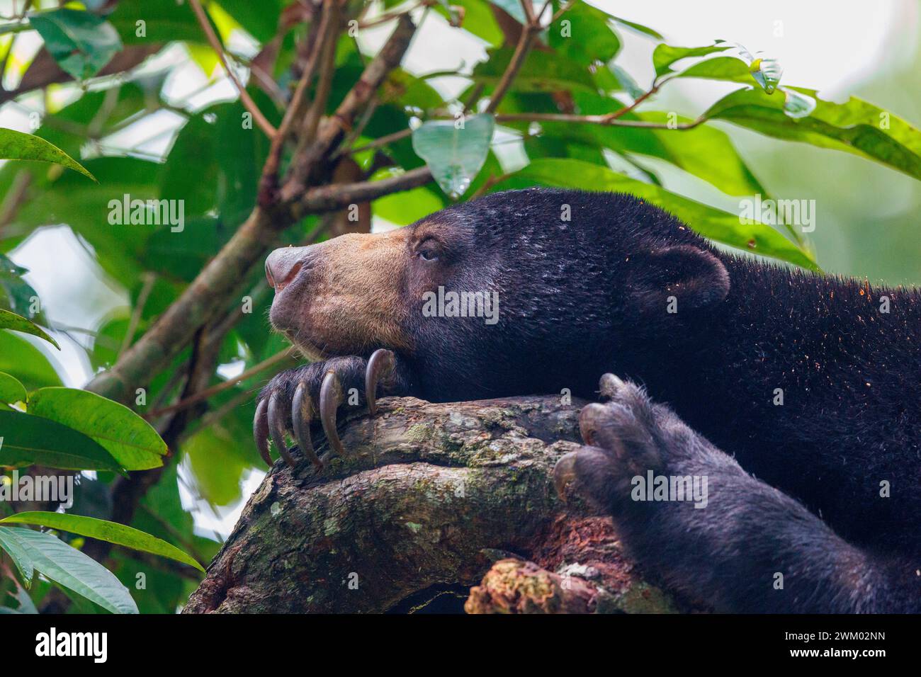 Bornean Sun Bear (Helarctos malayanus) at rest on a branch, Borneo ...