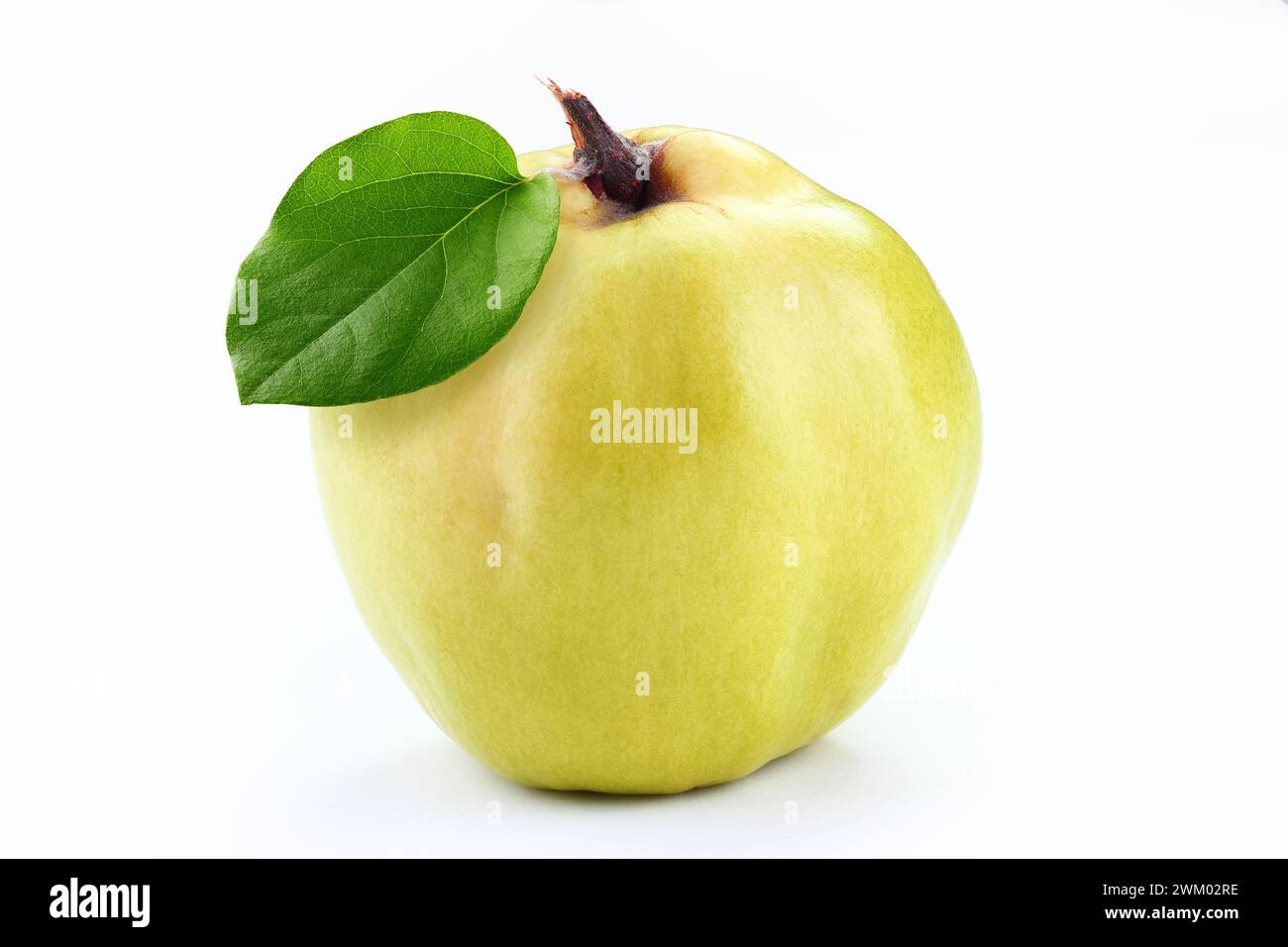 fresh yellow quince with slice isolated white background Stock Photo ...
