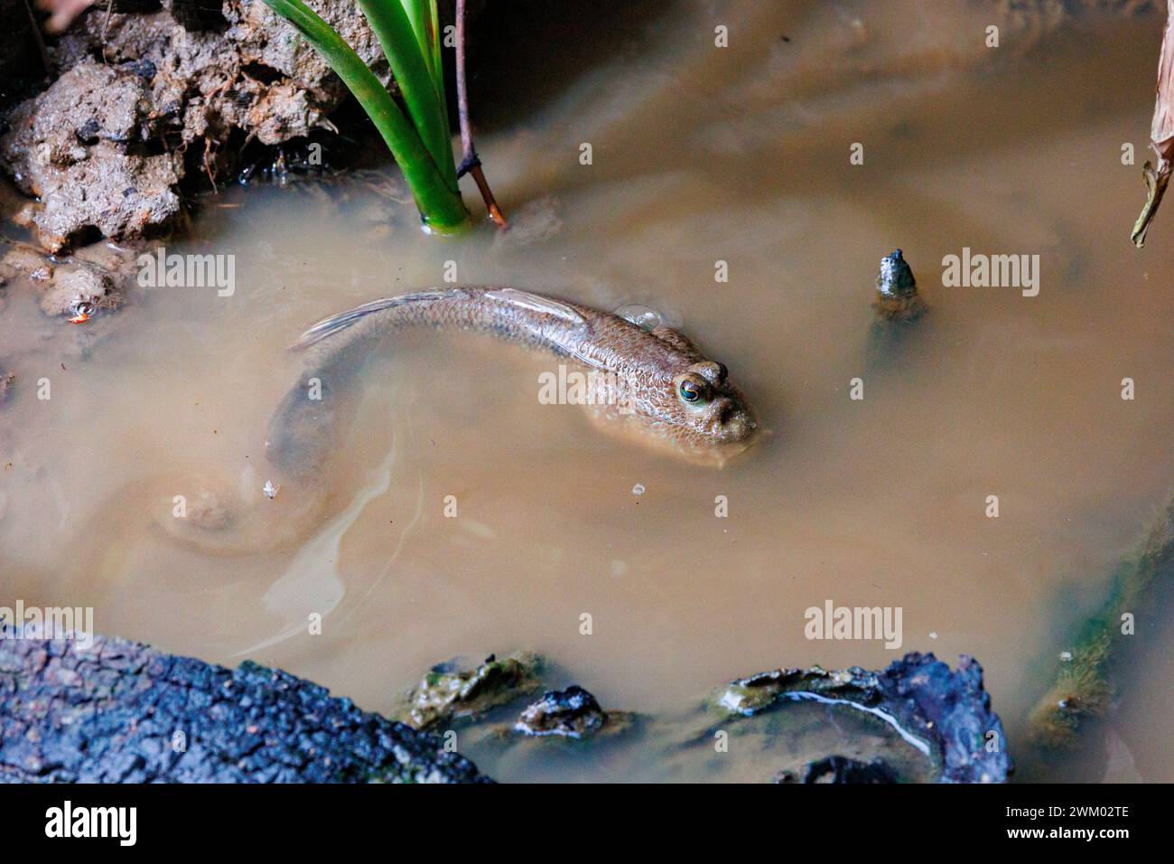 Giant mudskipper (Periophthalmodon schlosseri) outside its burrow in ...