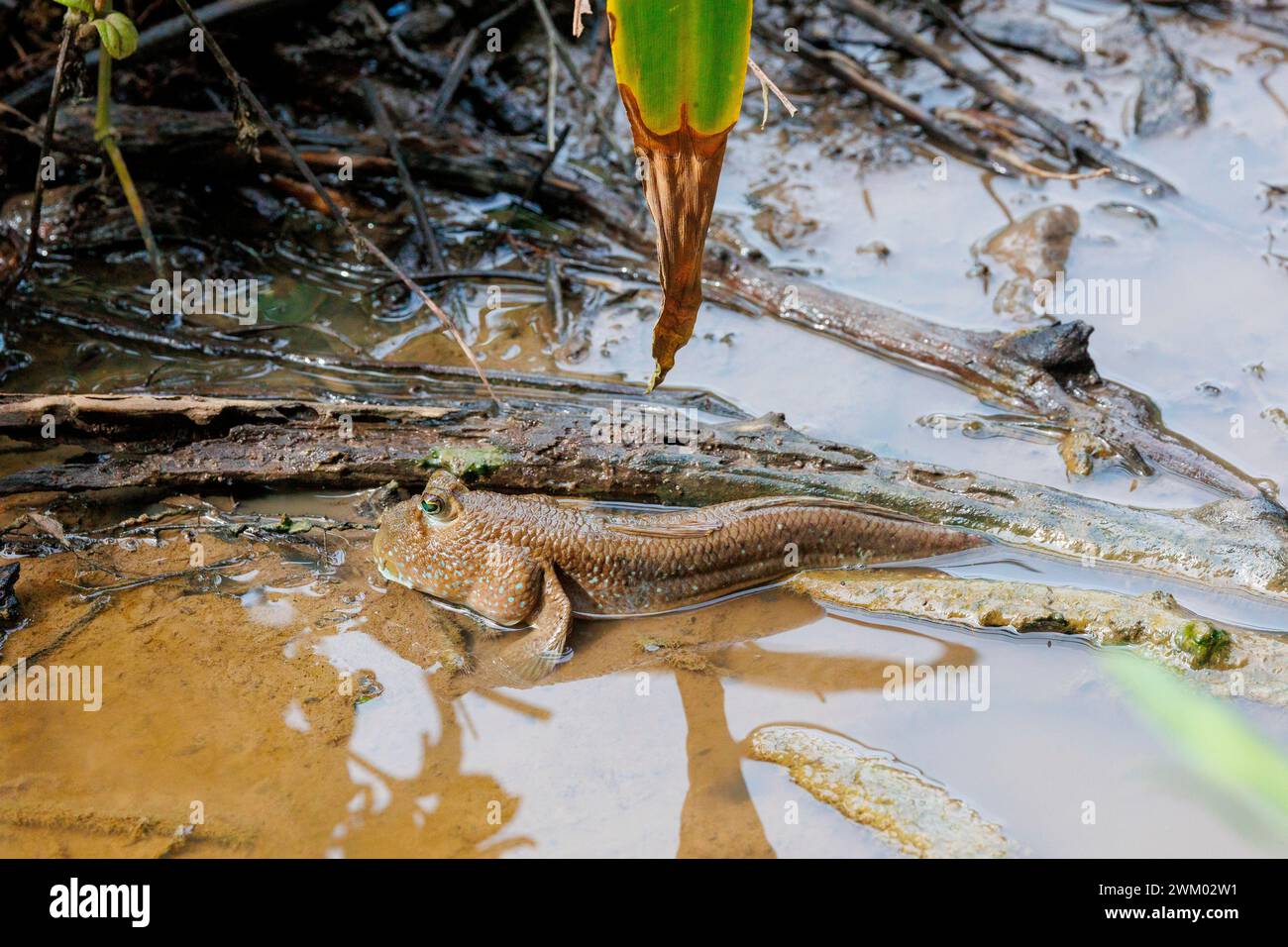 Giant mudskipper (Periophthalmodon schlosseri) outside its burrow in ...