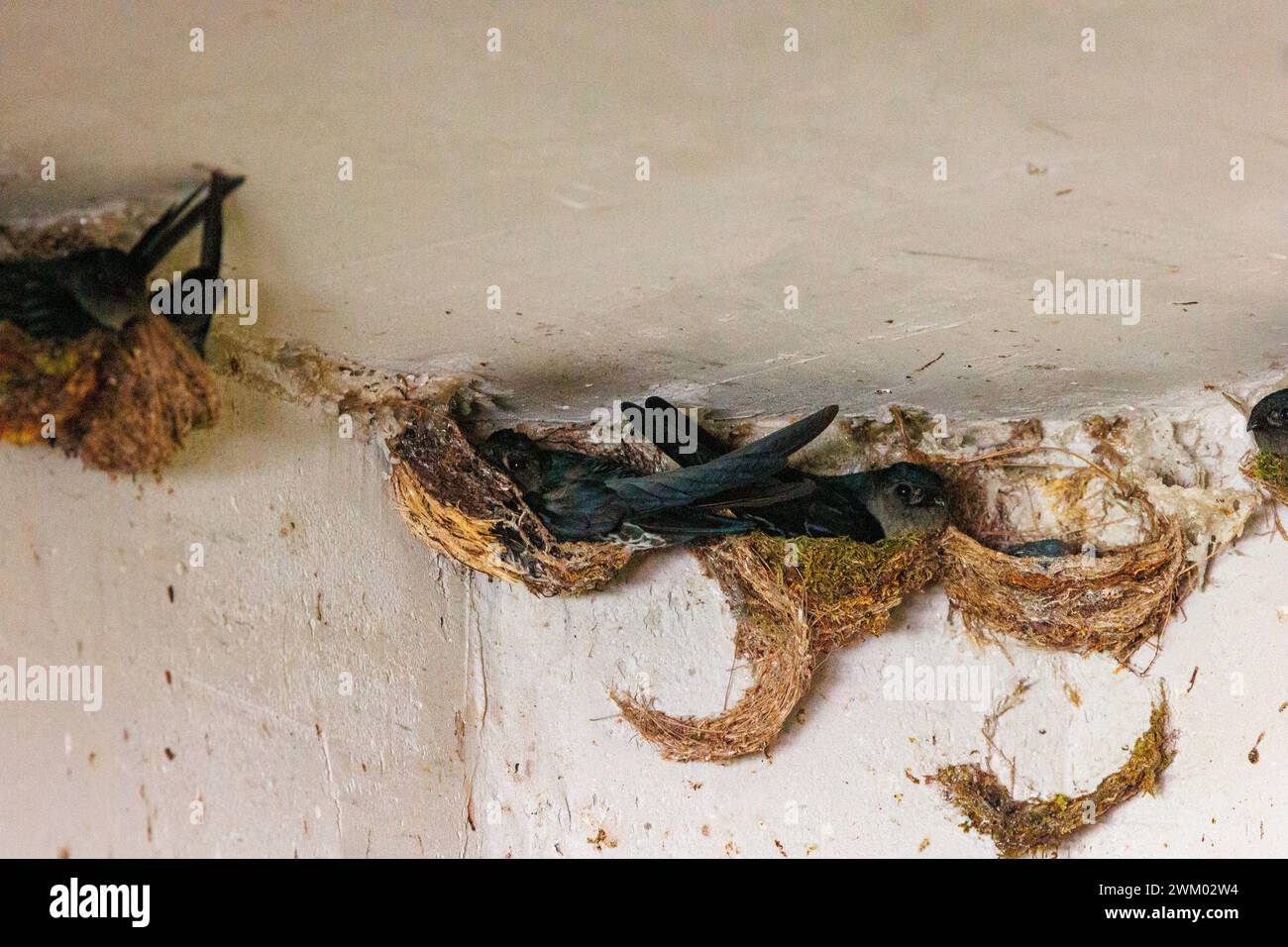 Plume Toad Swift (Collocalia affinis), on nest in a forest house ...