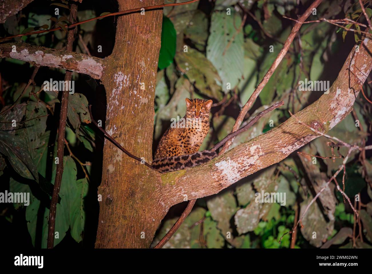 Marbled cat (Pardofelis marmorata) at night, hunting cicadas and other ...