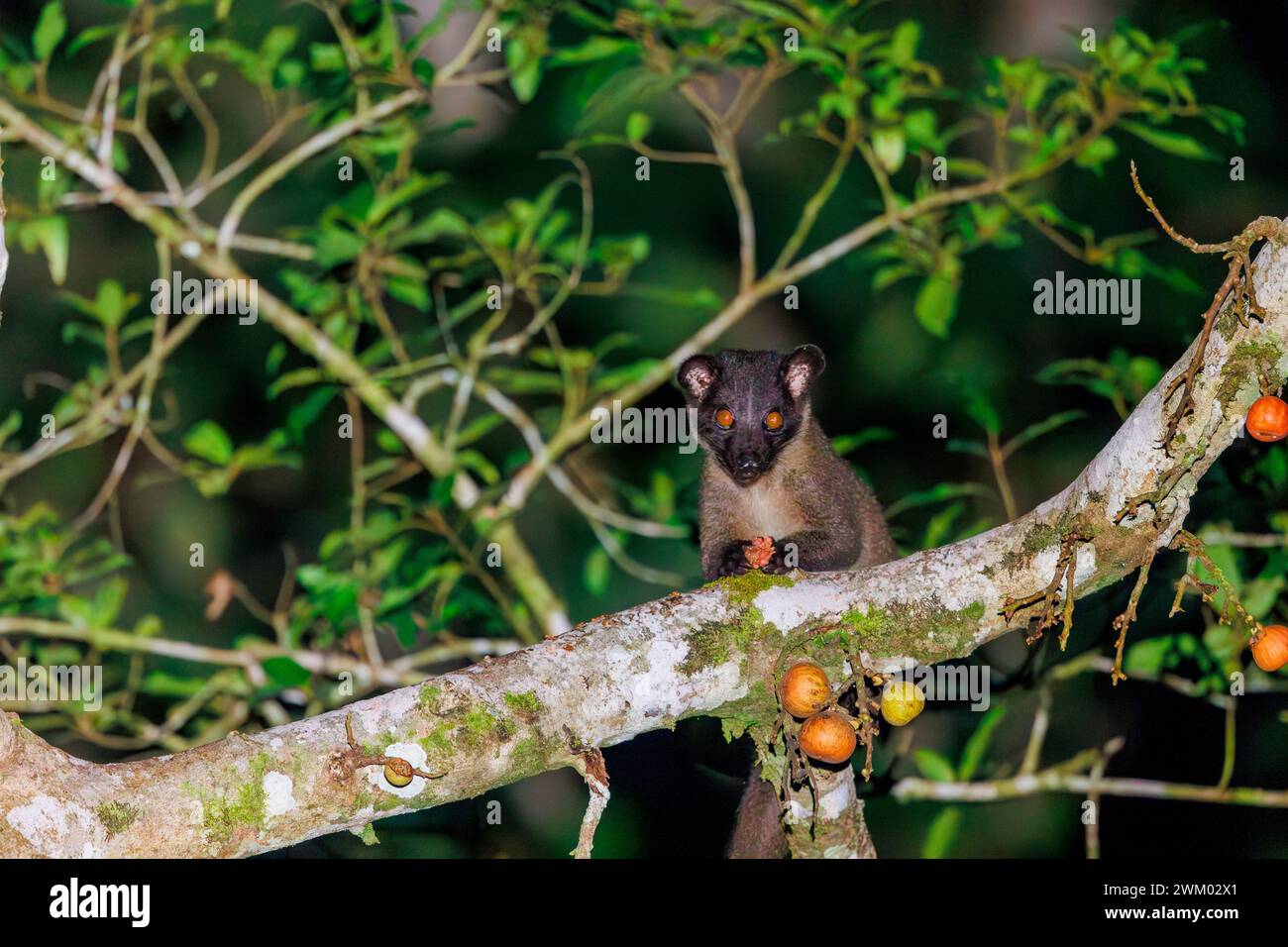 small-toothed palm civet (Arctogalidia trivirgata), also known as the ...