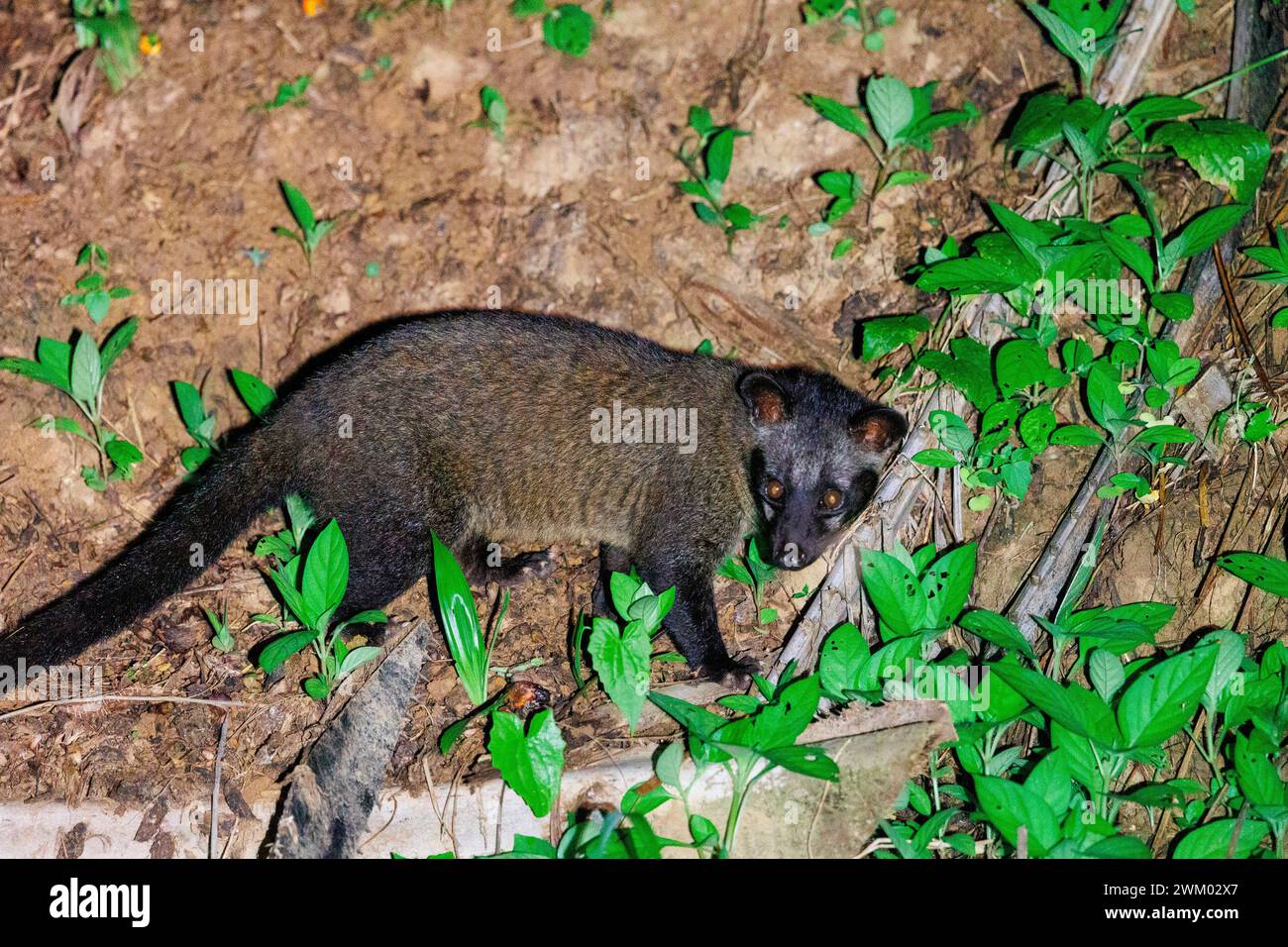 Common Palm Civet (Paradoxurus hermaphroditus), on the ground, by night ...
