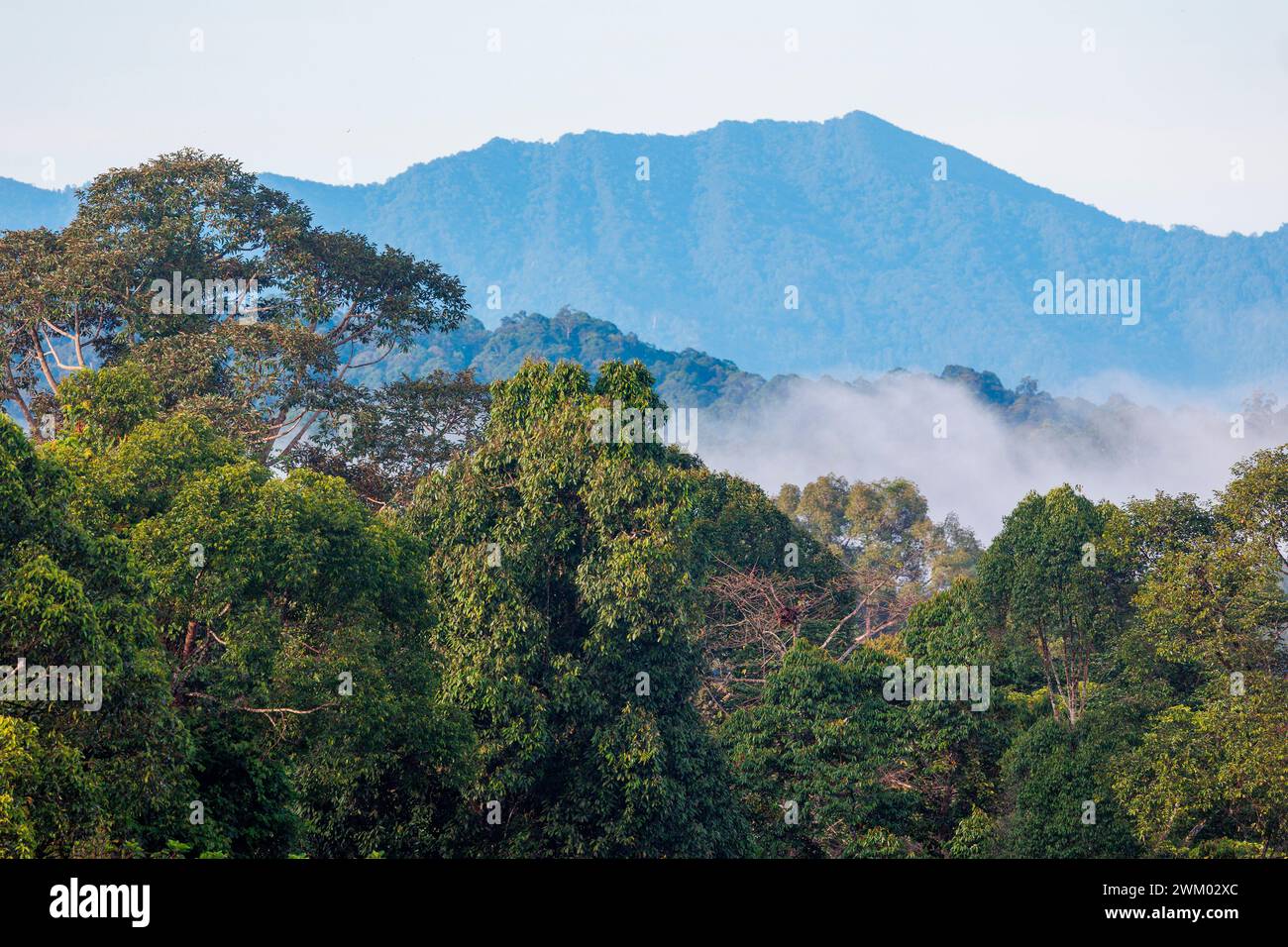 Forest along the trail, Deramakot Nature Reserve, Deramakot is a model ...