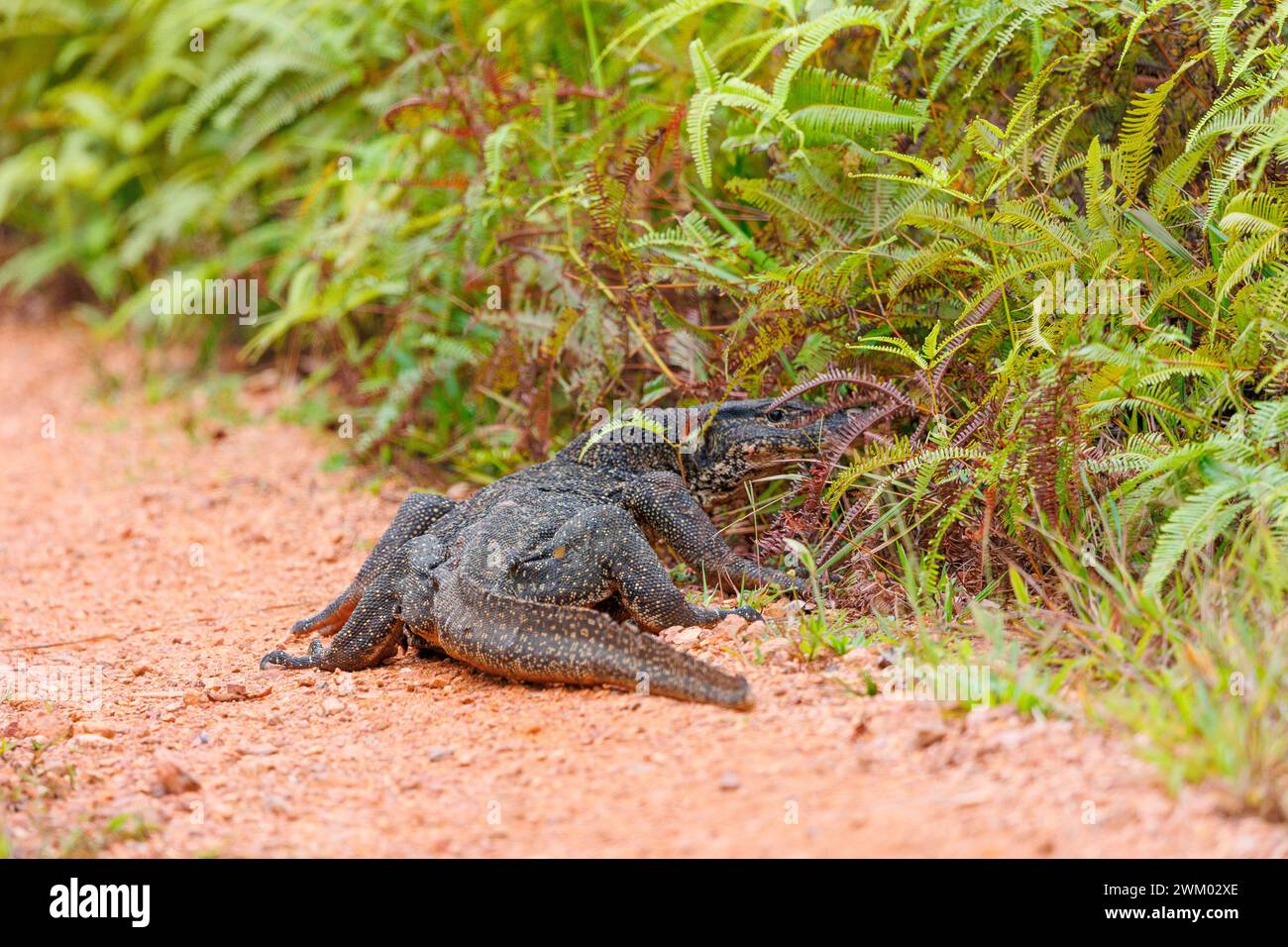 Malayan Varan (Varanus salvator), on the ground, in the grass, Tabin ...