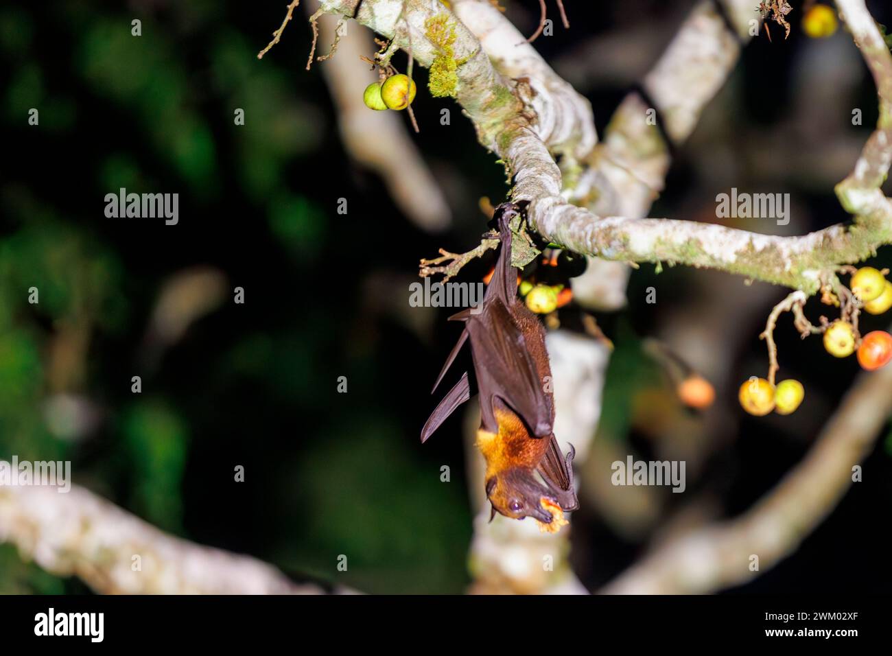 Large flying fox, greater flying fox, Malayan fruit bat or Malaysian ...