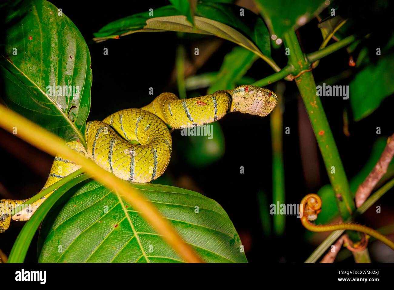 Borneon Keeled Pit Viper ( Tropidolaemus subannulatus,)Formerly part of ...