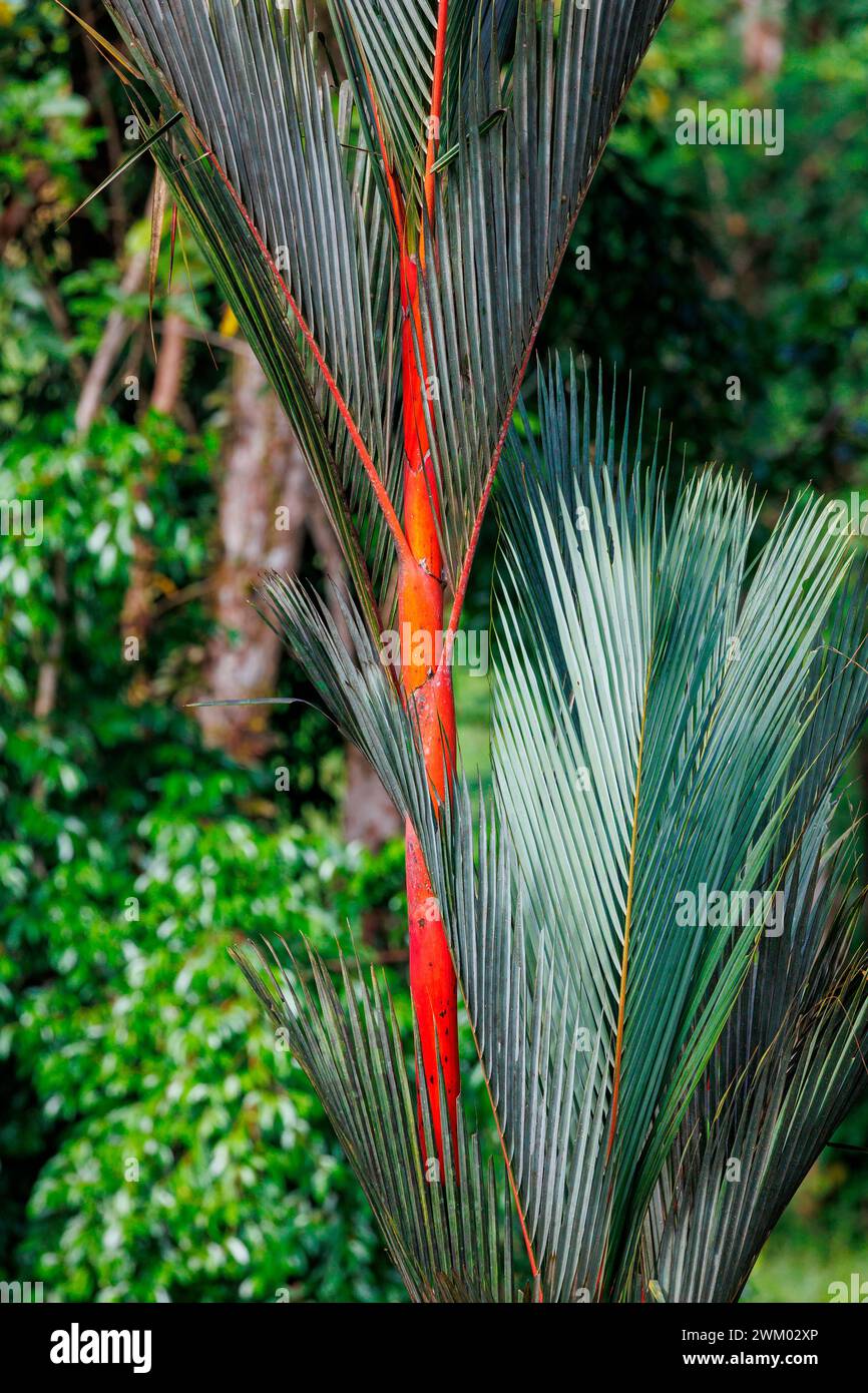 Forest along the trail, young palm shoots, Deramakot Nature Reserve ...