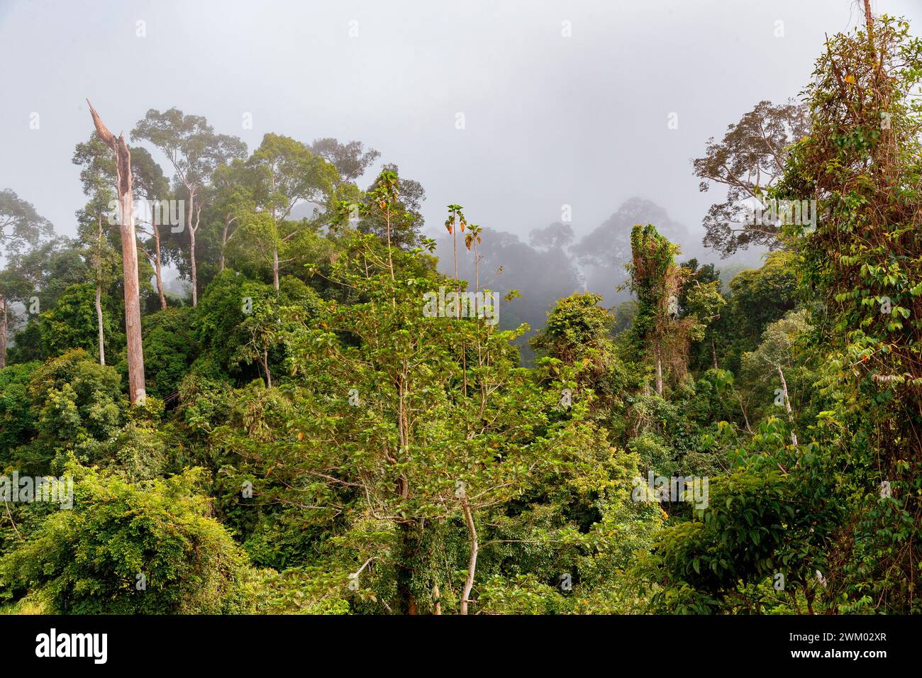 Forest along the trail, Deramakot Nature Reserve, Deramakot is a model ...