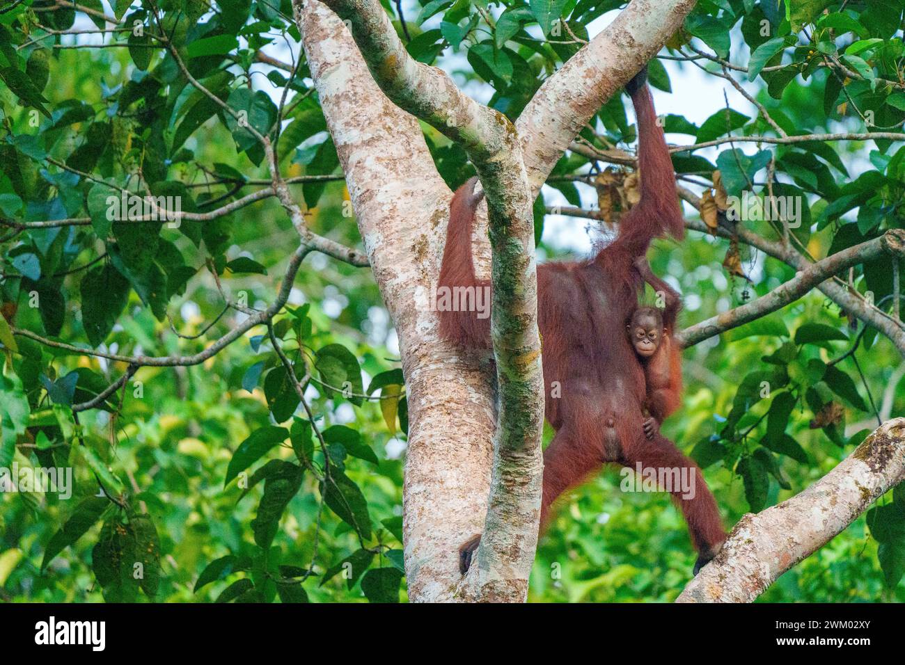 Bornean orangutan (Pongo pygmaeus pygmaeus), Adult female with a baby ...