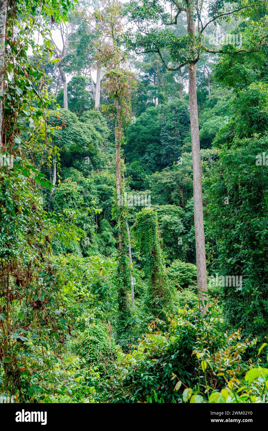 Forest along the trail, Deramakot Nature Reserve, Deramakot is a model ...