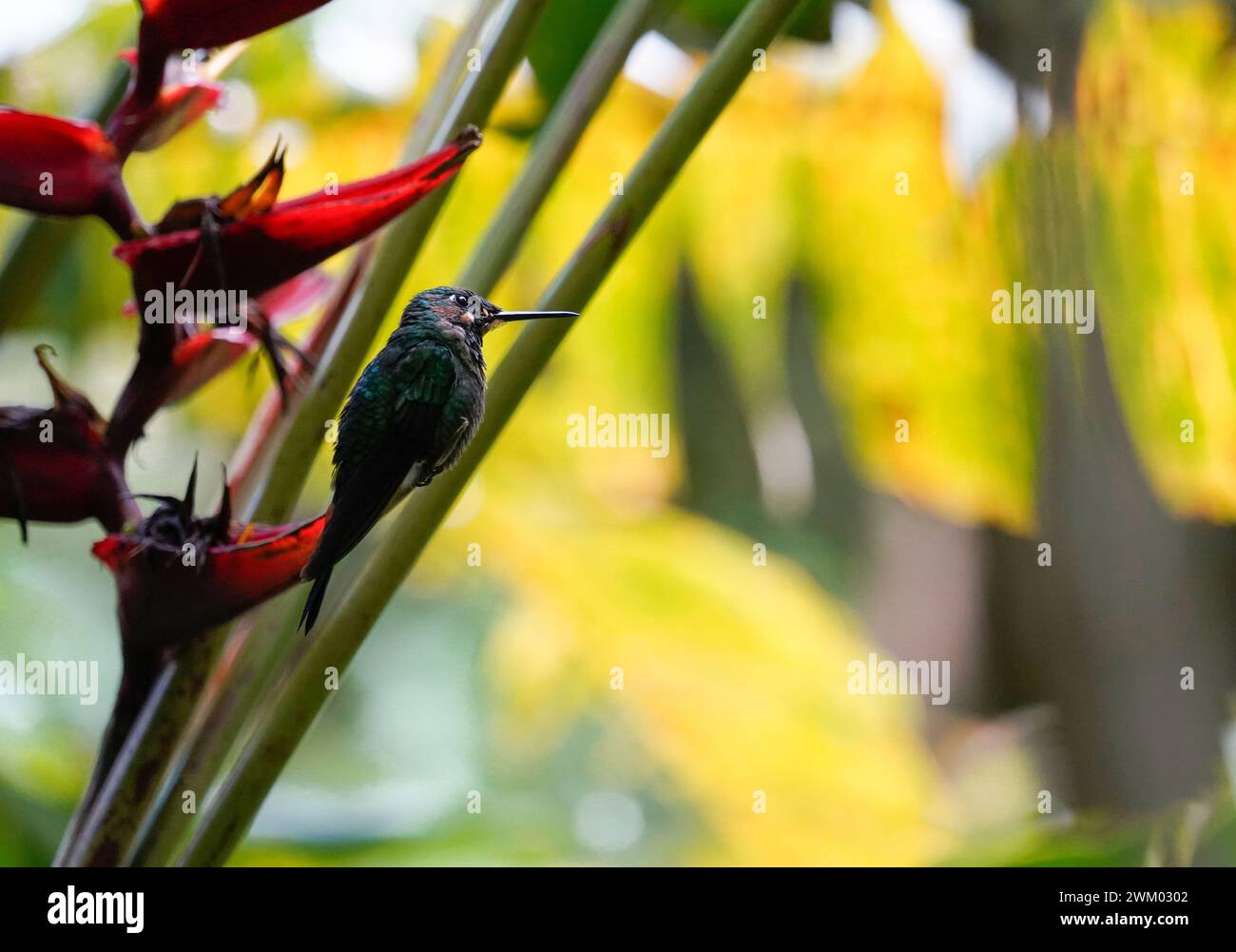 Hummingbird on the red Heliconia flower, Monteverde, Costa Rica Stock ...