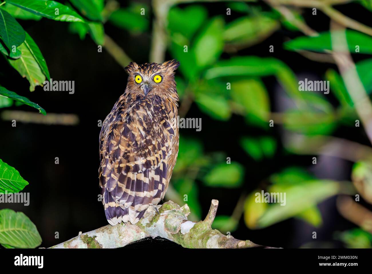 Buffy fish owl (Ketupa ketupu), also known as the Malay fish owl, Tabin ...