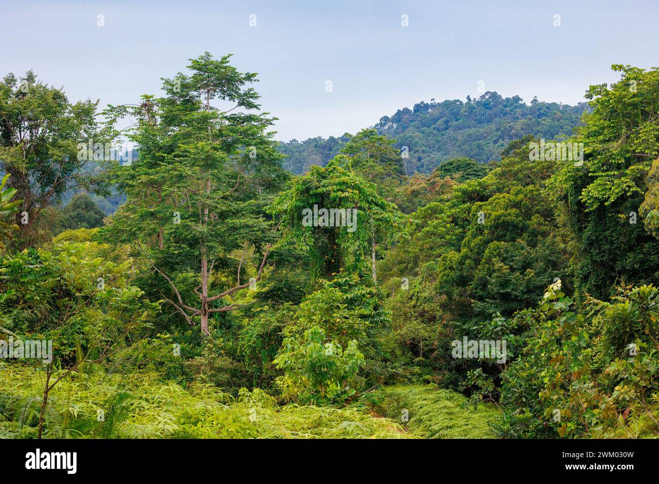 Forest along the trail, Tabin Nature Reserve, Sabah, Malaysia, North ...