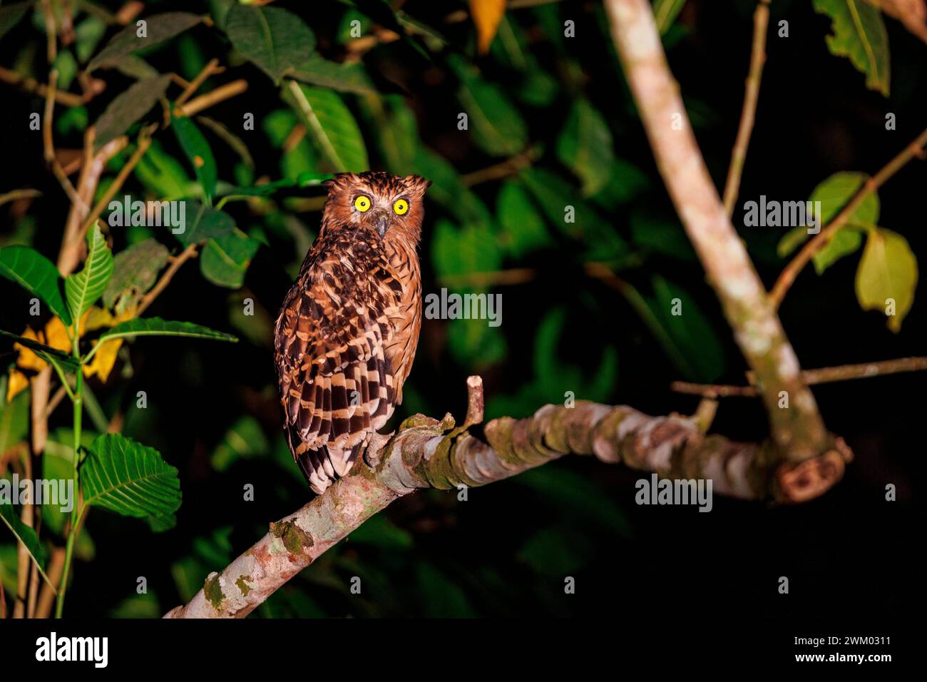 Buffy fish owl (Ketupa ketupu), also known as the Malay fish owl, Tabin ...