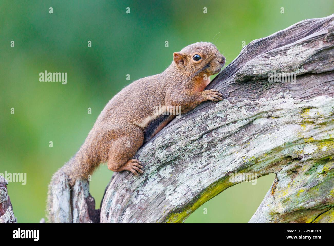Borneo black-banded squirrel (Callosciurus orestes), on a branch ...