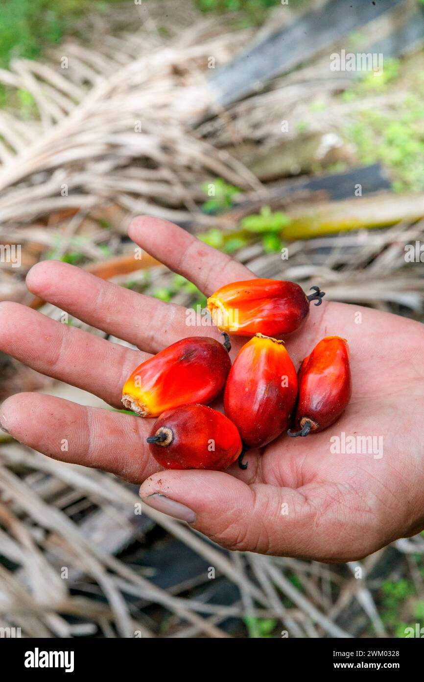 Oil palm plantation, fruit ready to be harvested, Sandakan, Sabah ...