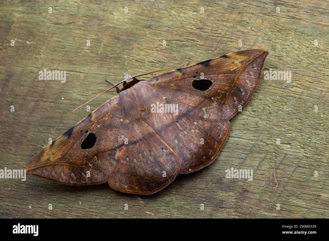 Red tail moth (Hypopyra capensis), Mabira forest, Uganda Stock Photo ...