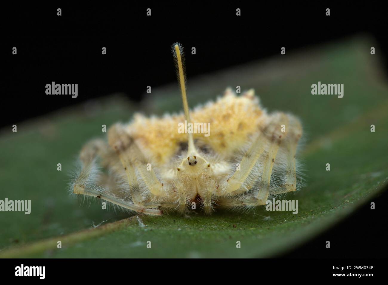 Orb-weaver spider (Acantharachne sp), Mabira-forest, Uganda Stock Photo ...