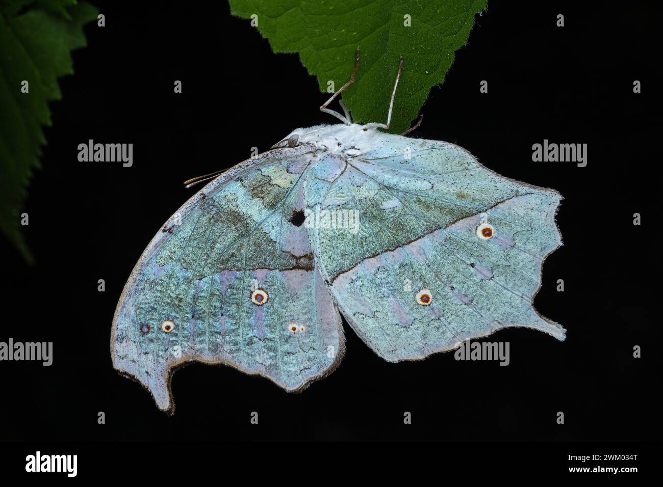 Forest Mother-of-pearl (Protogoniomorpha parhassus) in situ, Mabira ...