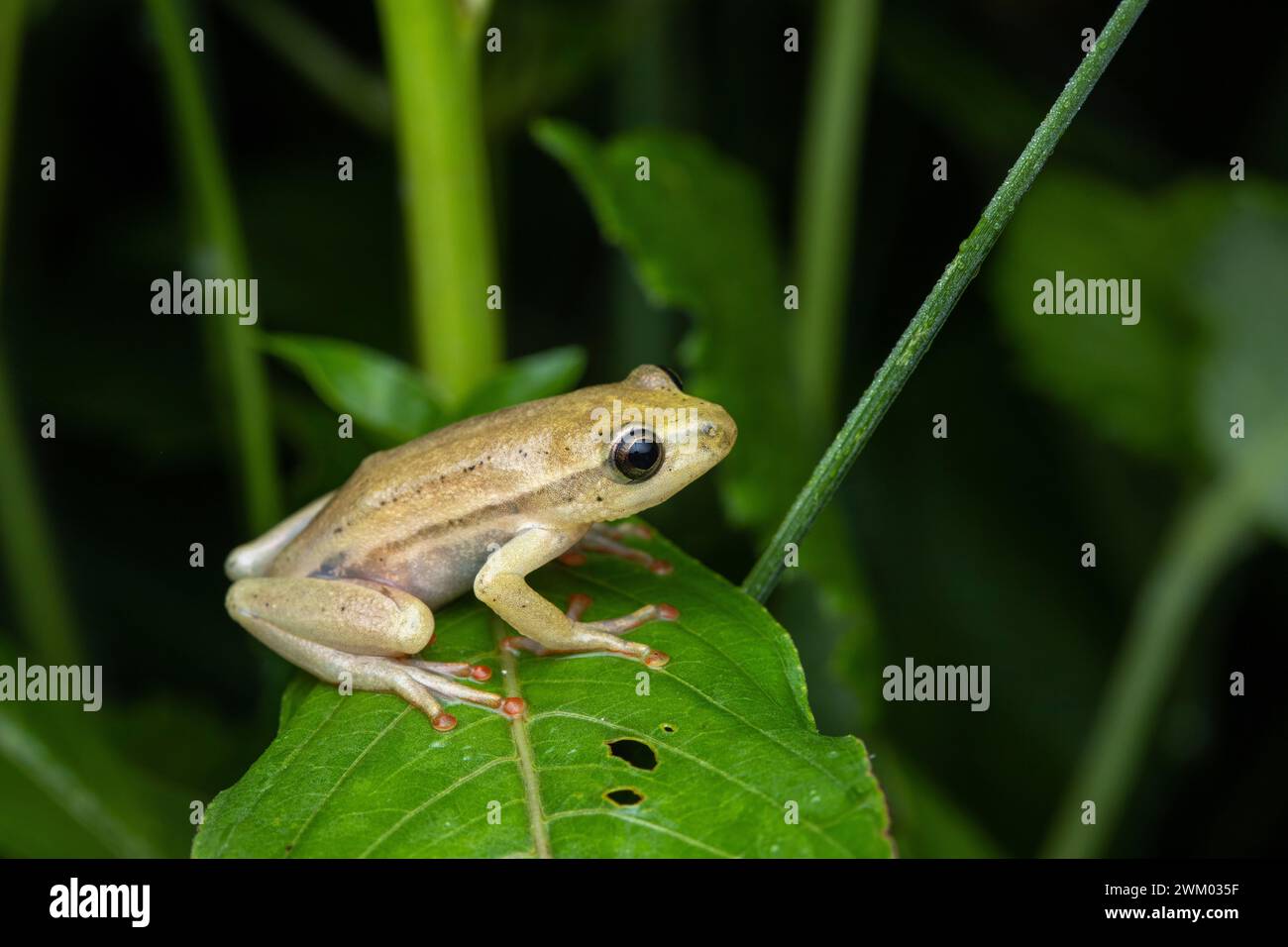 African Reed Frog (Hyperolius sp) in situ, Mityana, Uganda Stock Photo ...