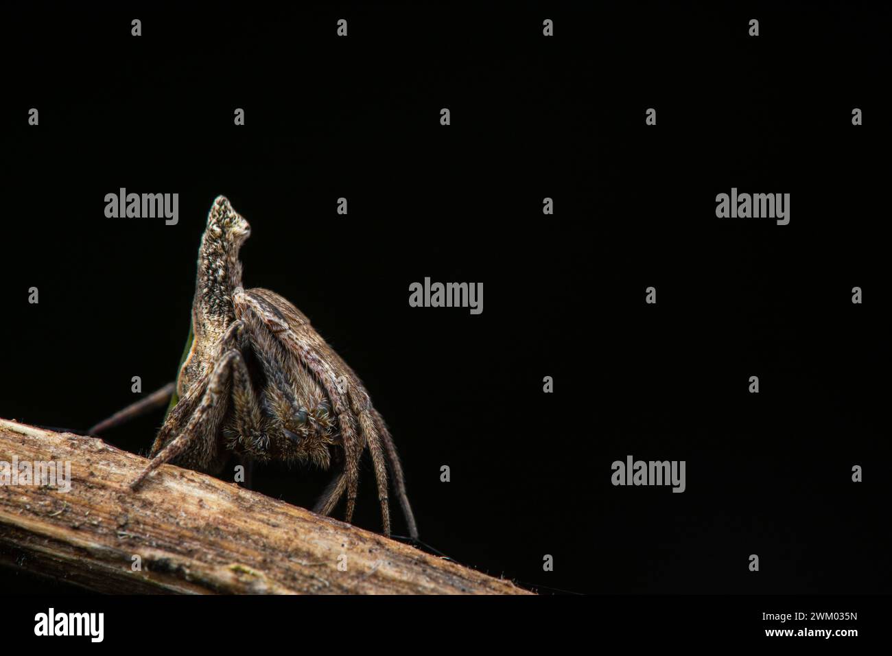 Orb-weaver spider (Poltys sp) furcifer in situ, Mabira forest , Uganda ...