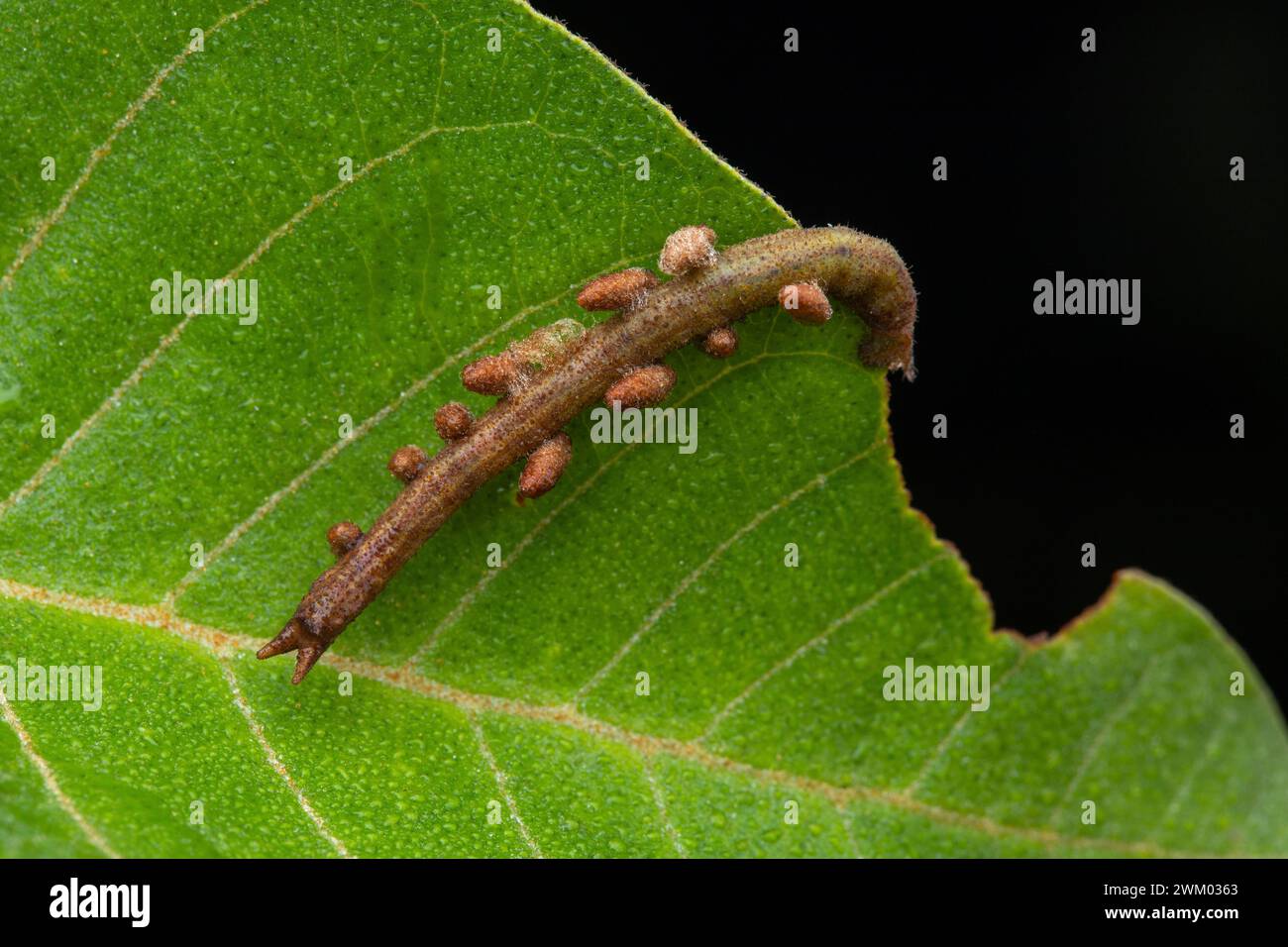 Geometer moth (Geometridae sp) parasitized caterpillar in situ, Mityana ...