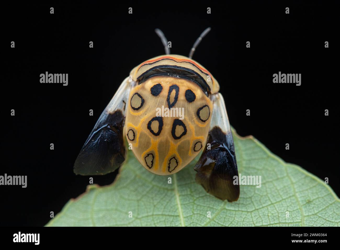 Picasso bug (Sphaerocoris annulus), Mityana, Uganda Stock Photo - Alamy
