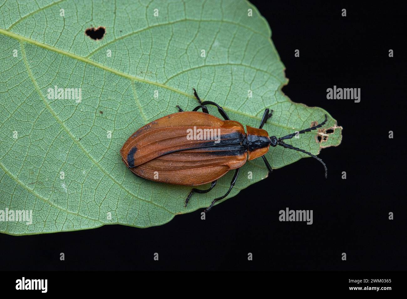 Net-winged beetle (Lycus sp), Mityana, Uganda Stock Photo - Alamy