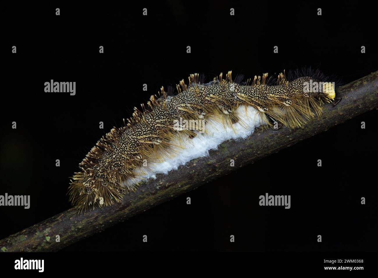 Parasitized caterpillar in situ, Mabira NP, Uganda Stock Photo - Alamy