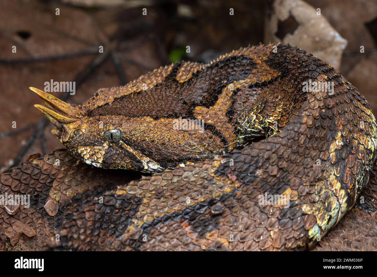 Rhinoceros Viper (Bitis nasicornis), Mabira forest, Uganda - relocated ...