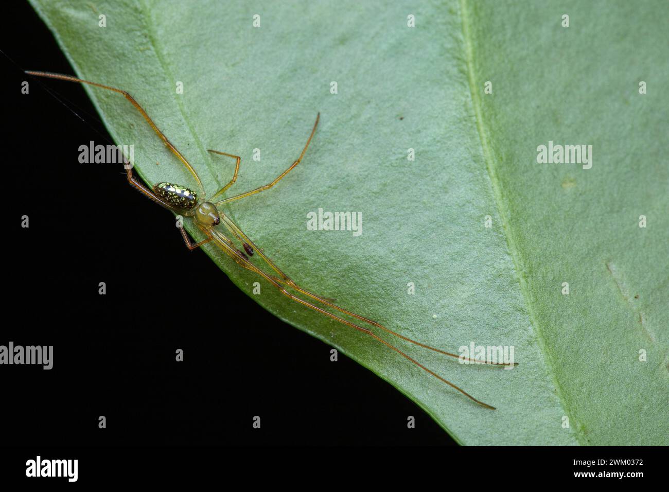 Mirror spider (Thwaitesia sp) male in situ, Mabira NP, Uganda Stock ...