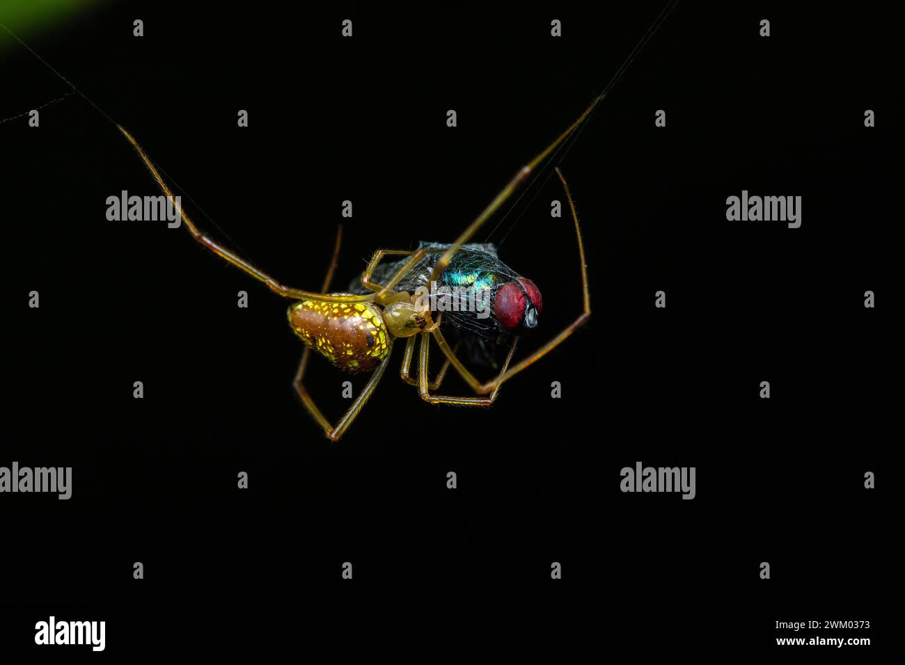 Mirror spider (Thwaitesia sp) with prey, Mpanga forest, Uganda Stock ...