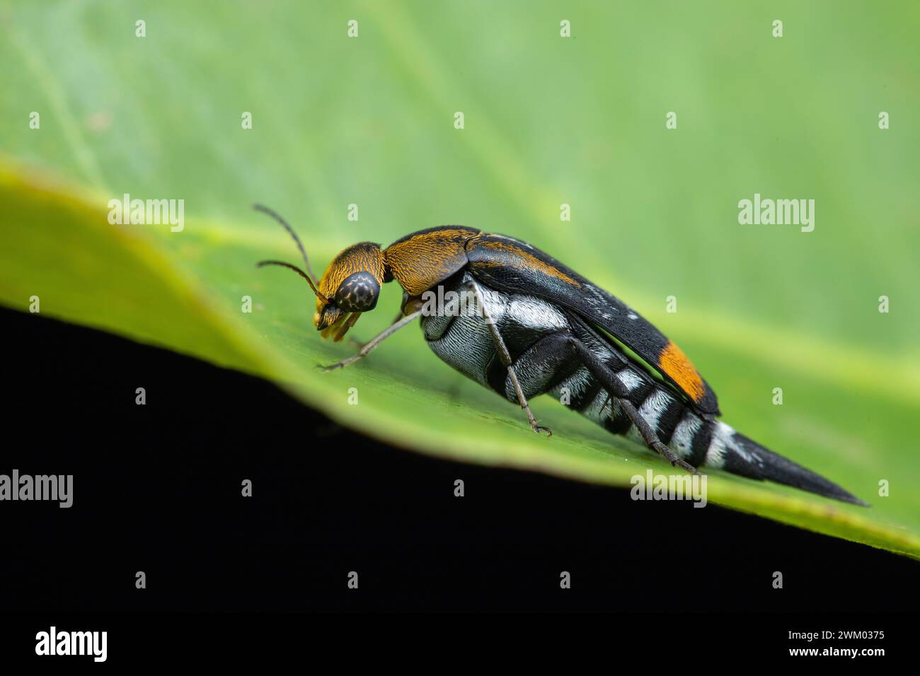Pintail beetle (Ophthalmoglipa aurocaudata), Mpanga forest, Uganda ...