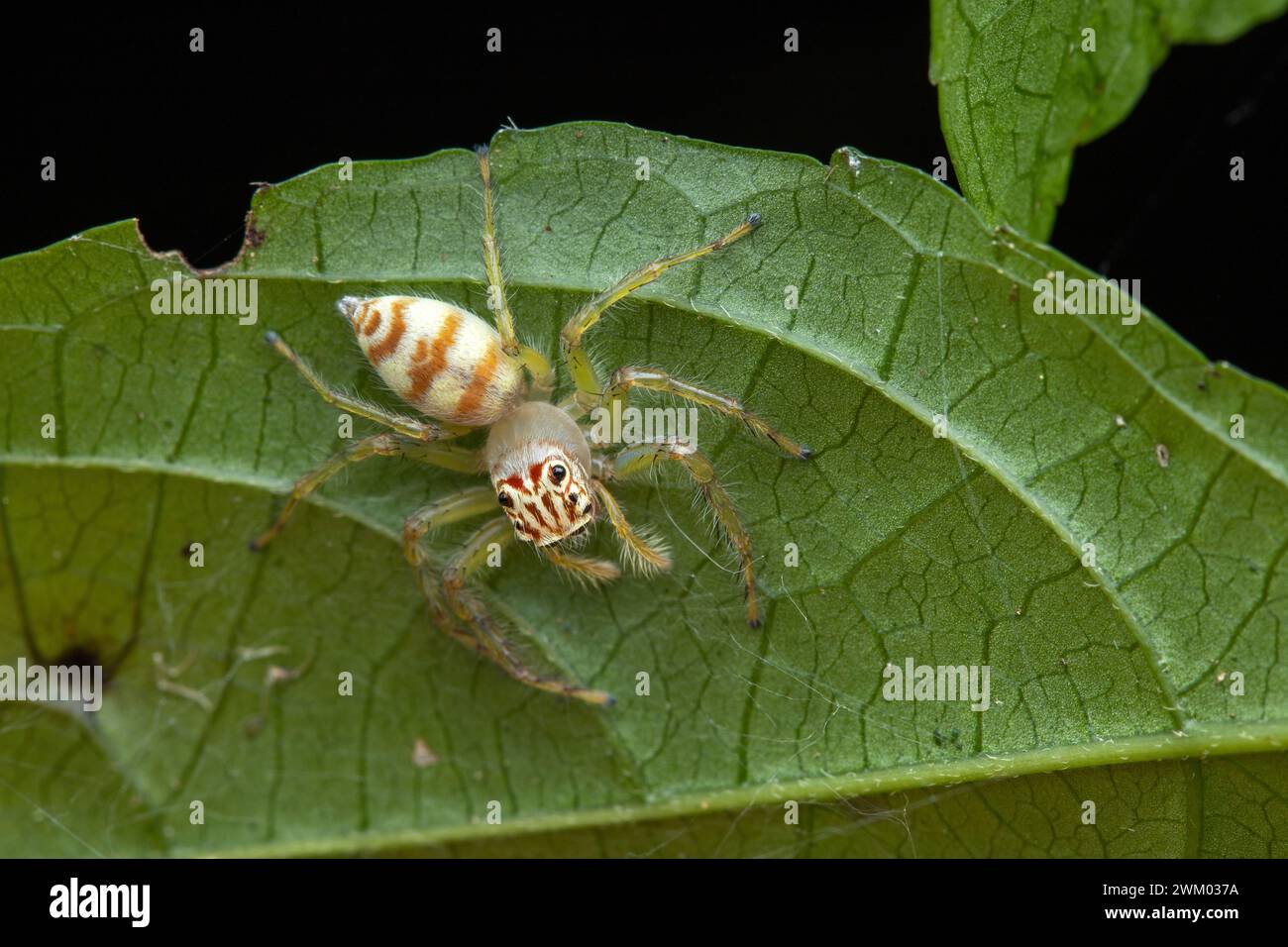 Jumping spider (Vicirionessa mustela) female in situ, Mpanga forest ...