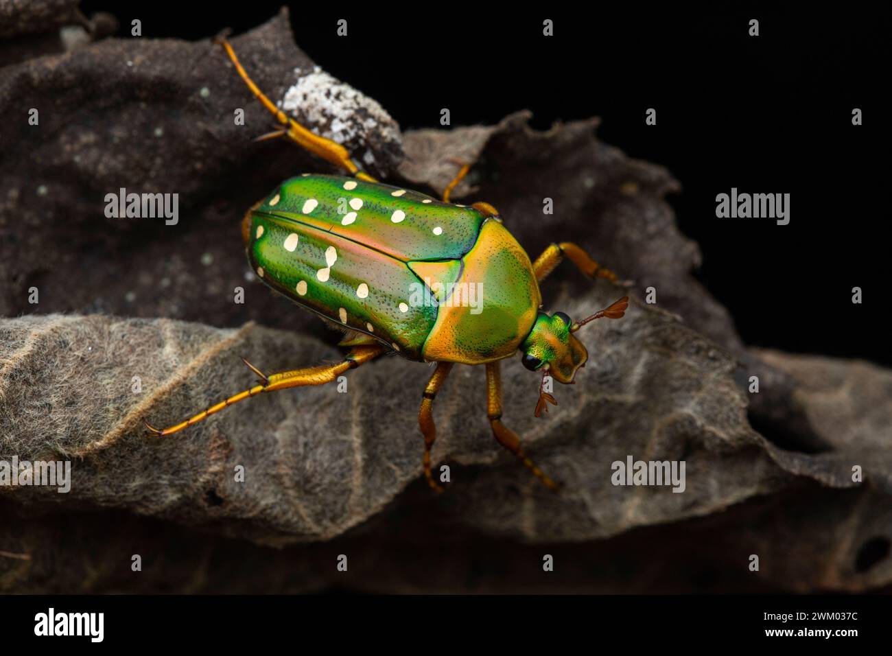 Flower chafer (Stephanorrhina tibialis), Mabira forest, Uganda Stock ...