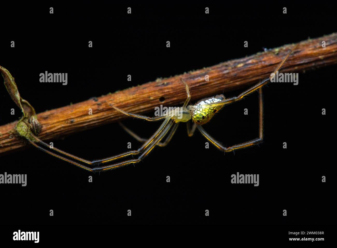 Mirror spider (Thwaitesia sp) in situ, Mpanga forest, Uganda Stock ...