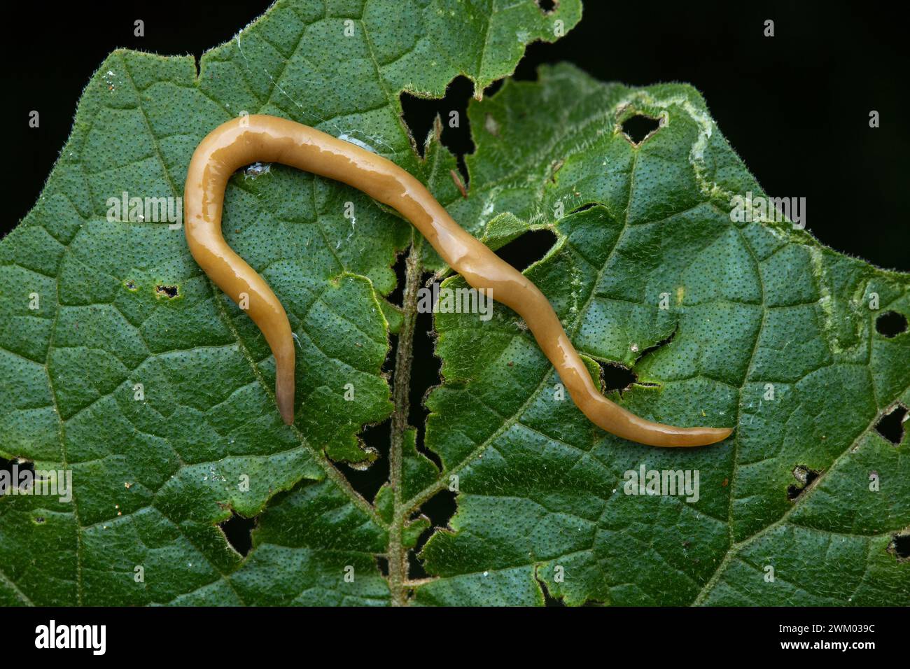 Land flatworm (Geoplanidae sp), Mpanga forest, Uganda Stock Photo - Alamy