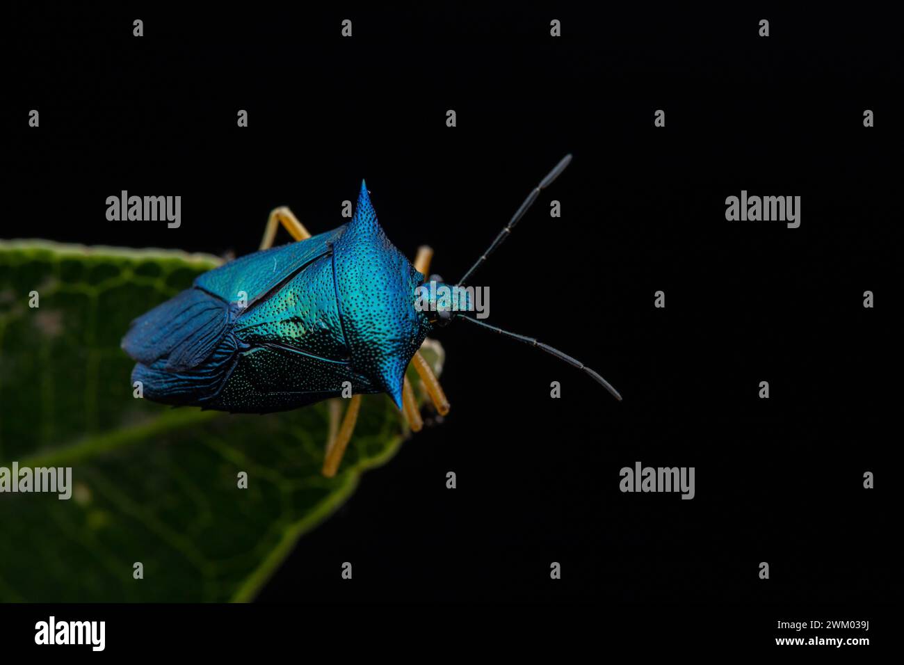 Shield bug (Hoploxys coeruleus) female, Entebbe, Uganda Stock Photo - Alamy