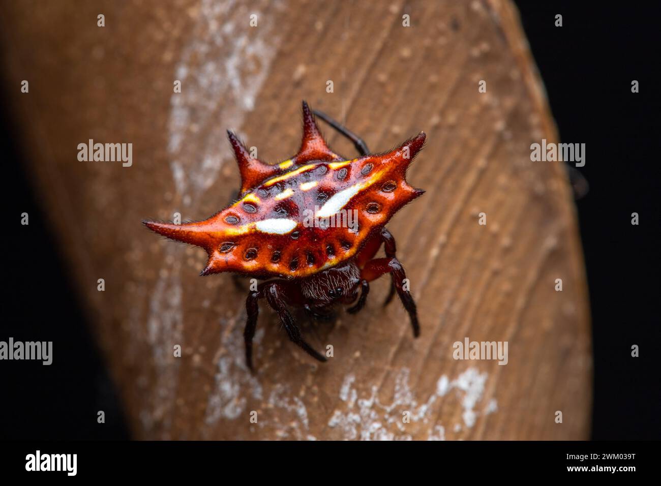 Scarlet kite Spider (Gasteracantha sanguinolenta), Entebbe, Uganda ...