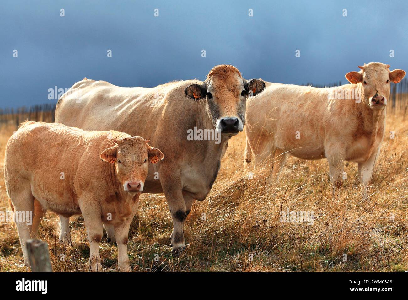 Aubrac breed cows standing in a meadow, Lozere, France Stock Photo - Alamy