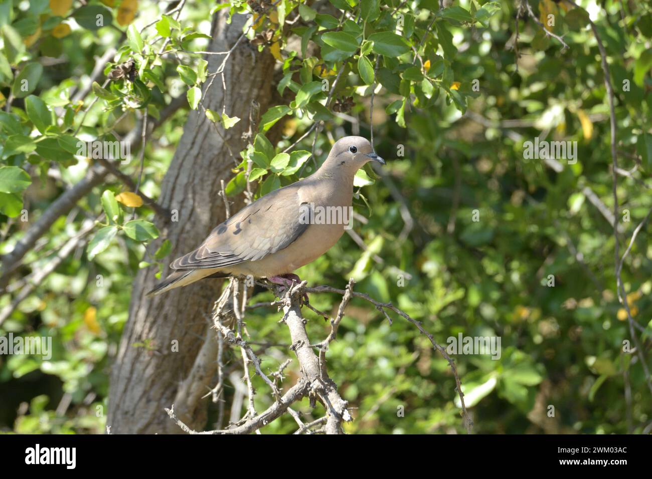 Eared dove (Zenaida auriculata), adult, Villa Alemana, Valparaiso ...