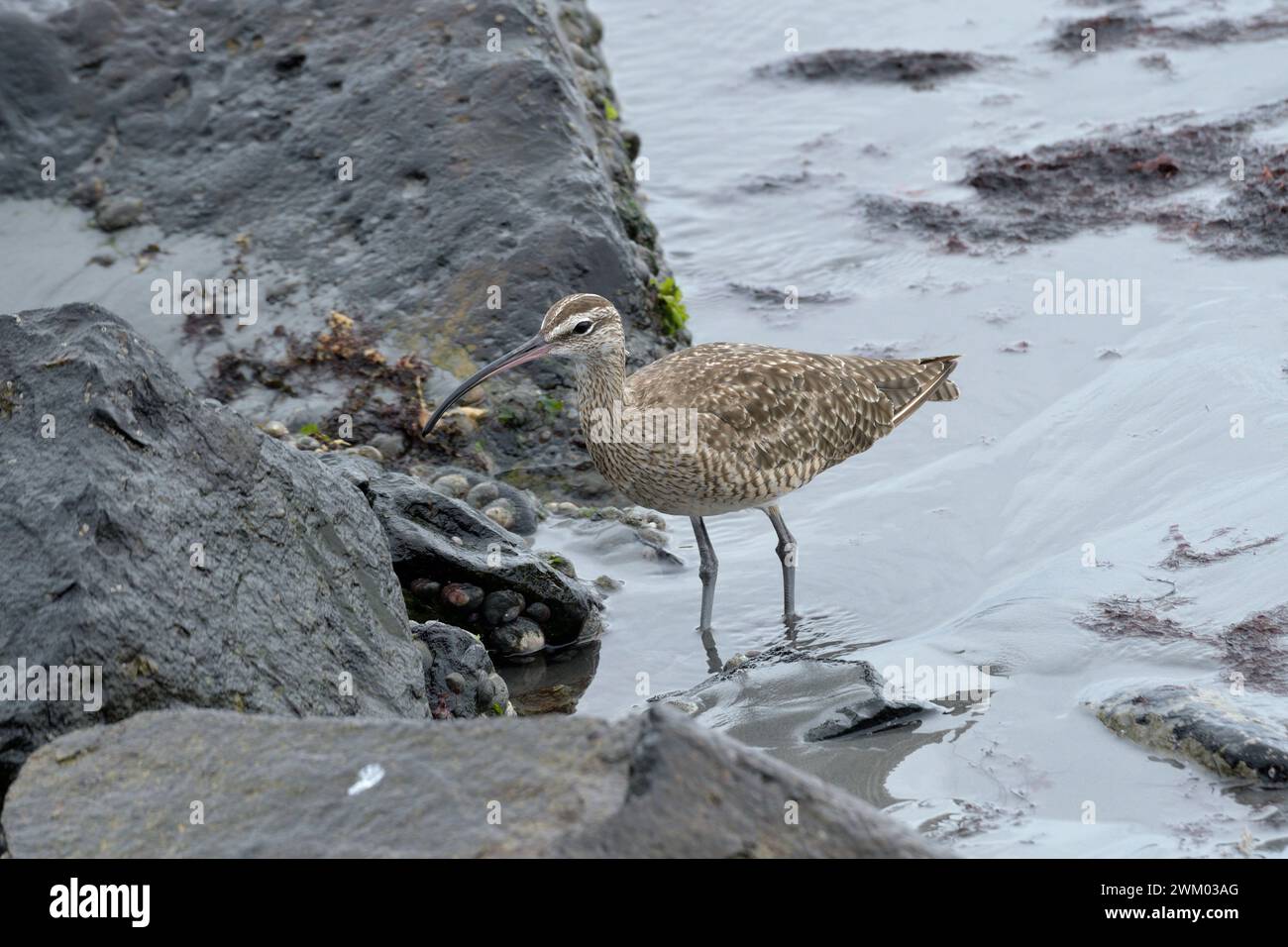 Hudsonian Whimbrel (Numenius hudsonicus), Tongoy, Coquimbo Region ...