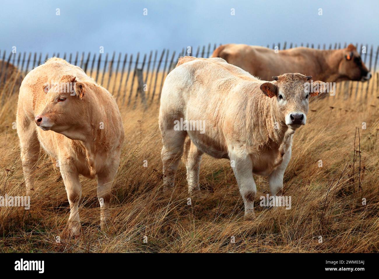 Aubrac breed cows standing in a meadow, Lozere, France Stock Photo - Alamy