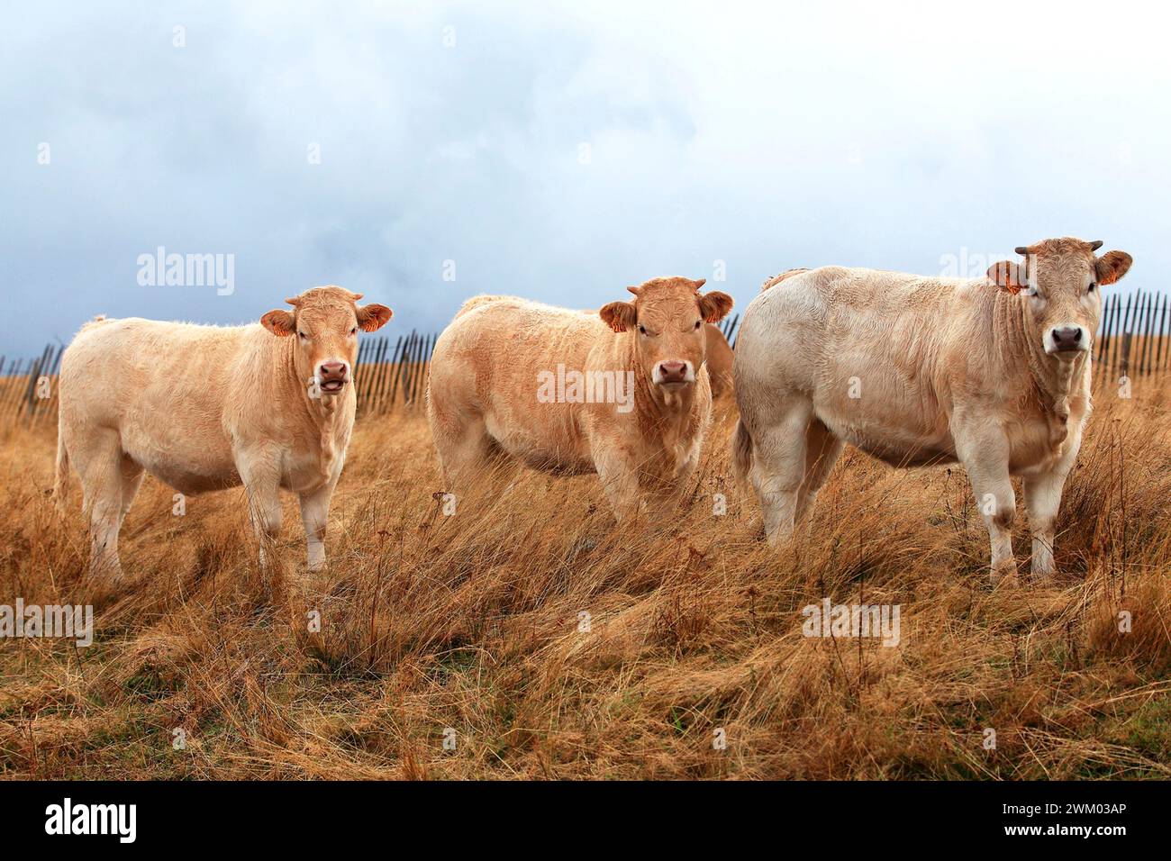 Aubrac breed cows standing in a meadow, Lozere, France Stock Photo - Alamy